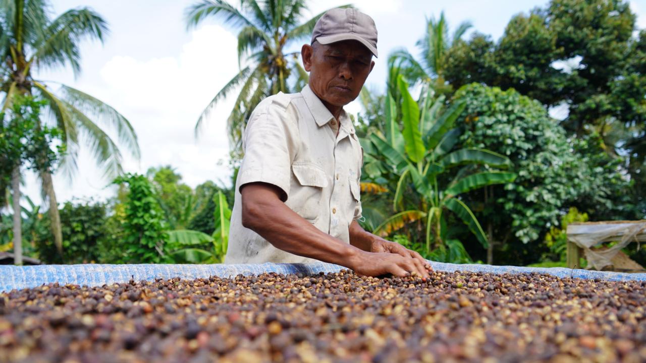 Petani Kopi Robusta di Desa Jonggon Jaya Harap Ekspansi Pemasaran ...